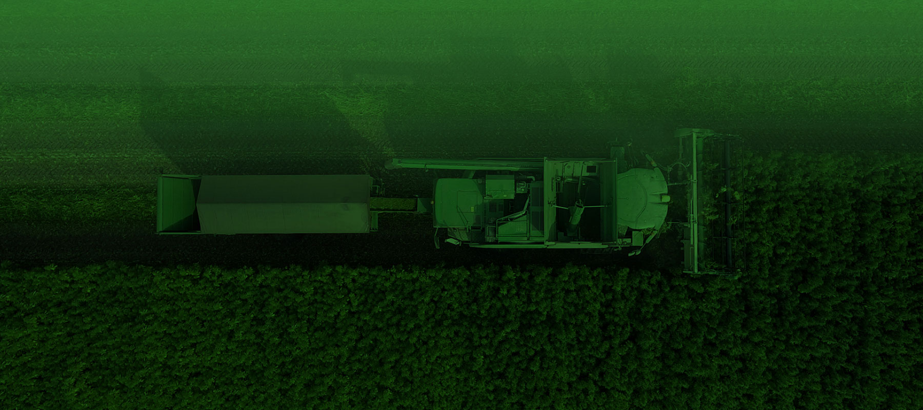 Cultivarea cânepei - Cormana